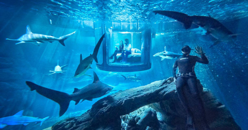 You can now sleep in this underwater room surrounded by sharks