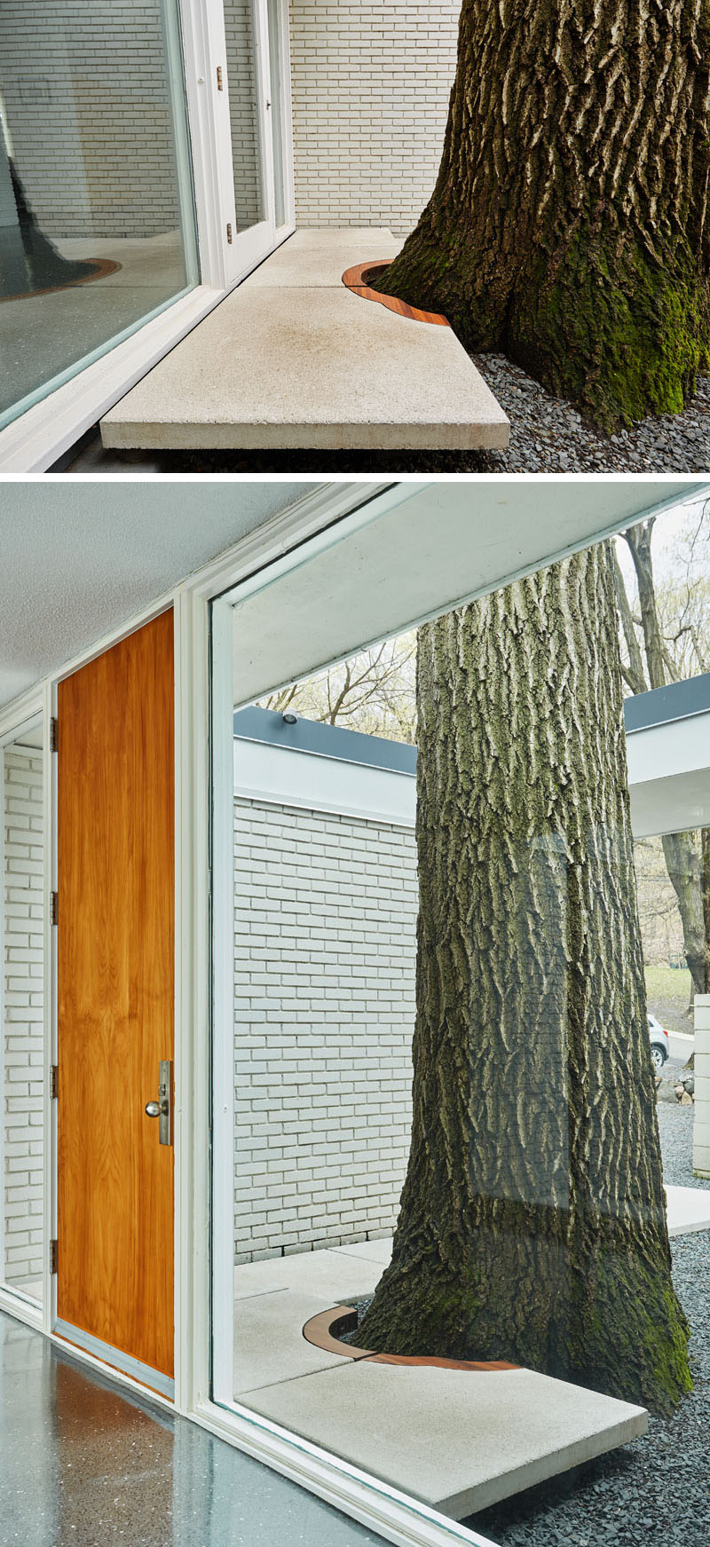 Design Detail - This Concrete Walkway Was Designed Around A Tree Trunk ...