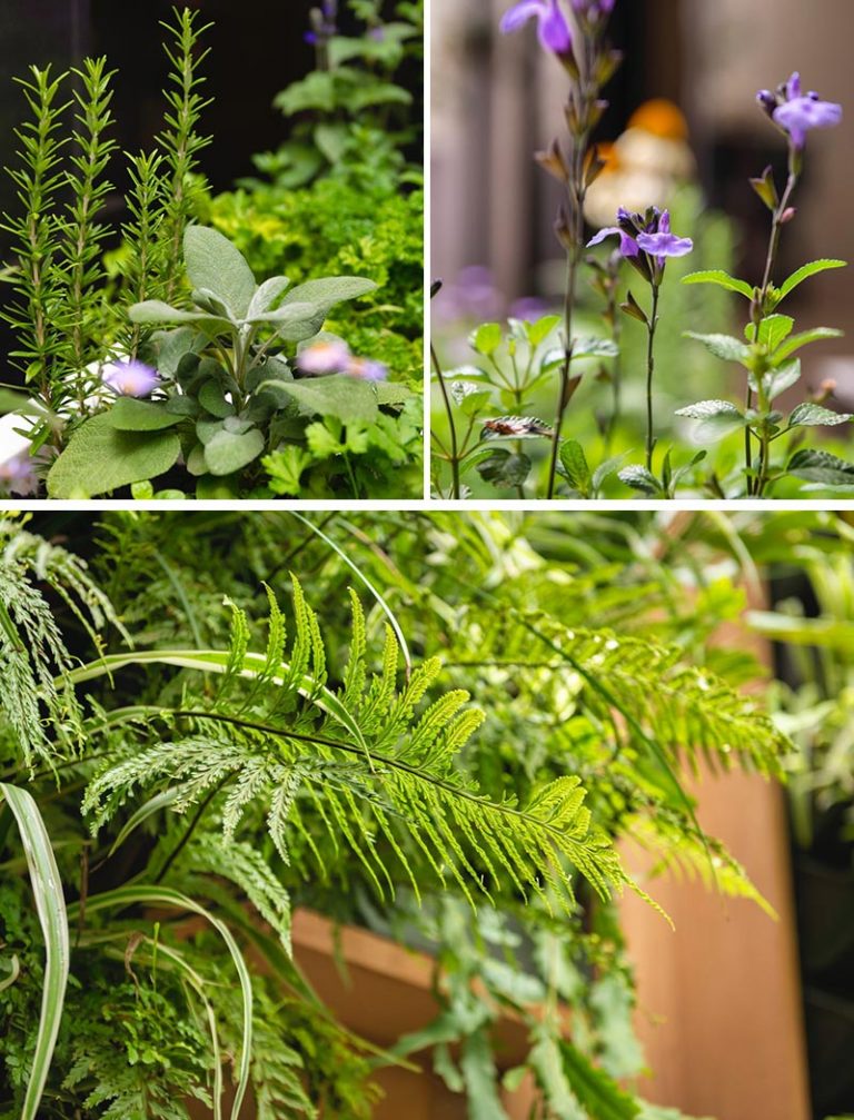 Wall Planters Provide A Low Maintenance Garden For This Small Courtyard