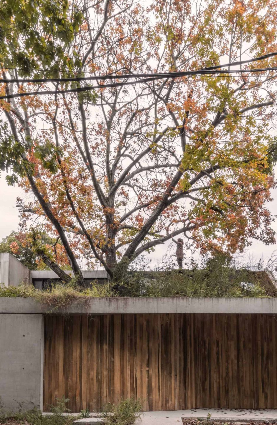 This House Was Built Around A 100-Year-Old Oak Tree
