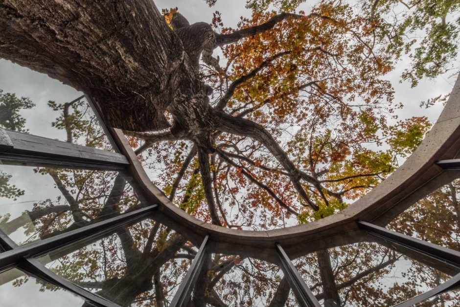 This House Was Built Around A 100-Year-Old Oak Tree