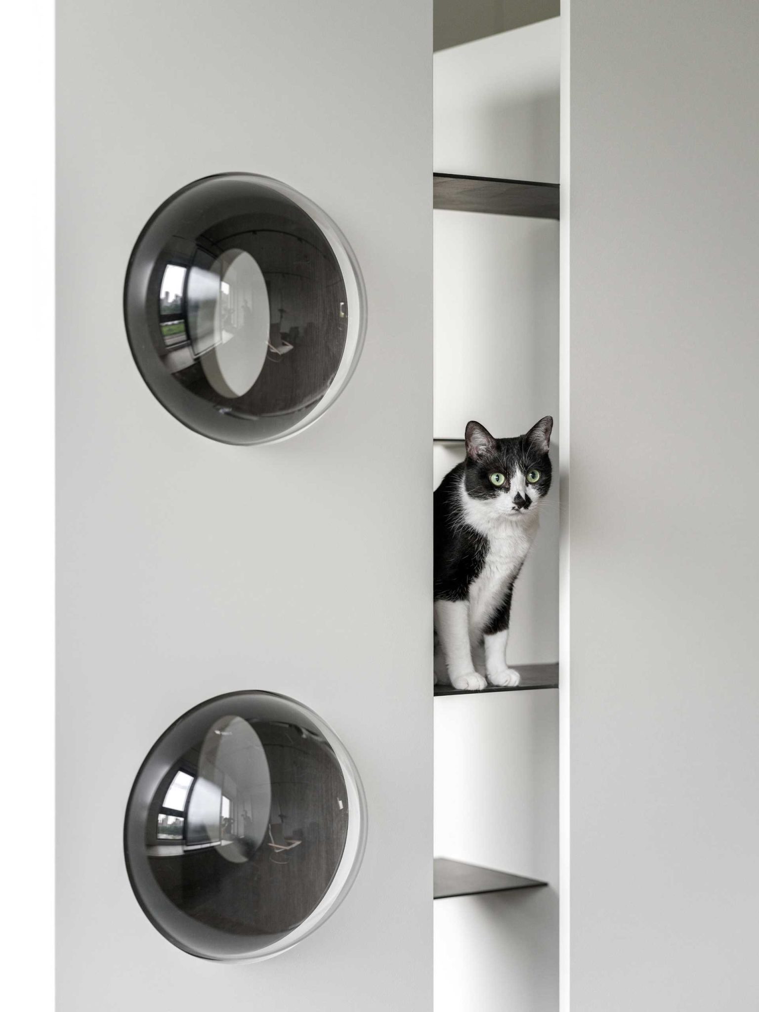 An Apartment Designed With Cats In Mind