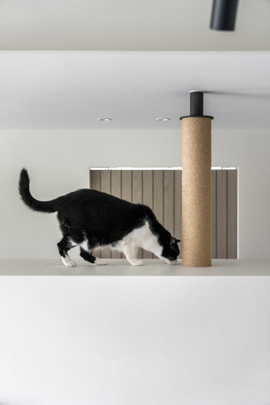 An Apartment Designed With Cats In Mind