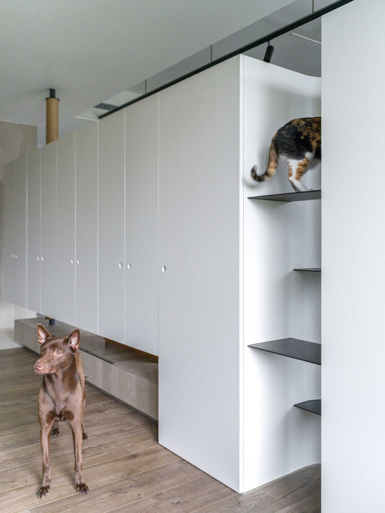 An Apartment Designed With Cats In Mind