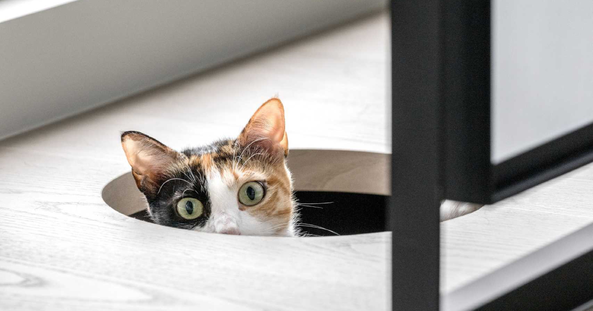 These 4 Homes Are a Cat’s Dream Come True